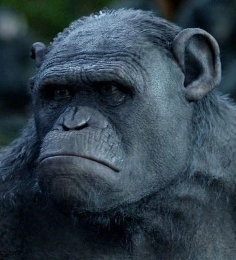 Rocket/POTA | Headhunter's Holosuite Wiki | Fandom