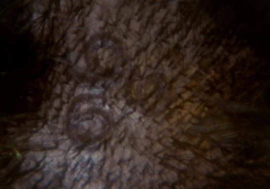 Glossary:666 | Headhunter's Horror House Wiki | Fandom