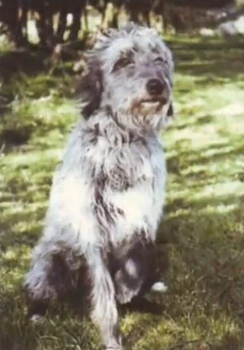 Alfred | Heartbeat Wiki | Fandom