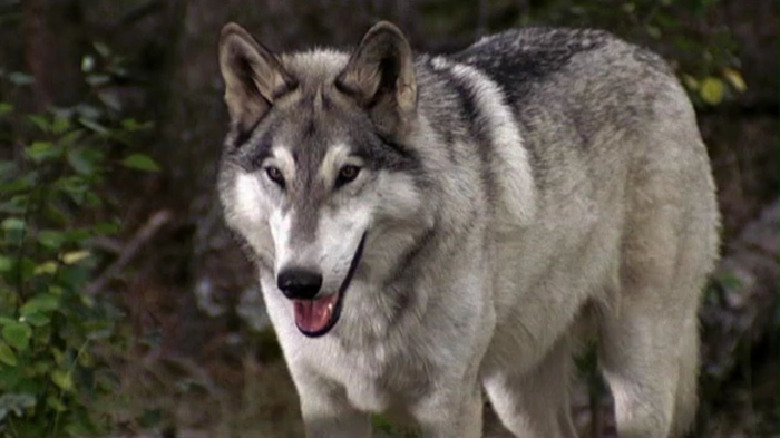 What Happened To The Wolf Dog On Heartland