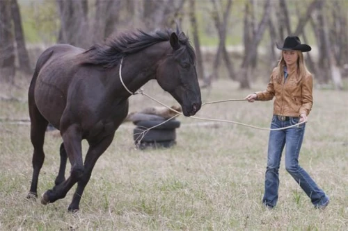 Finding Freedom | Heartland Wiki | Fandom