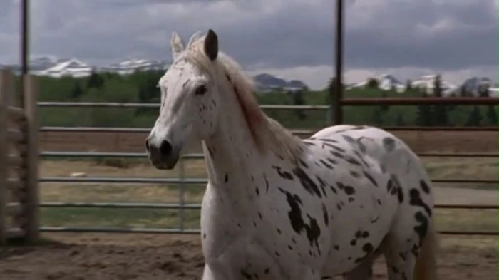 Ghost | Heartland Wiki | Fandom