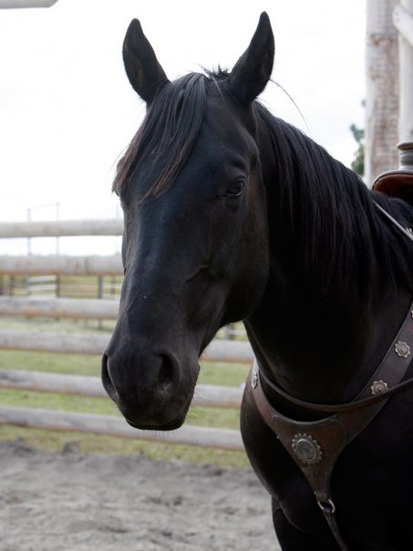 Category:Horses | Heartland Wiki | Fandom