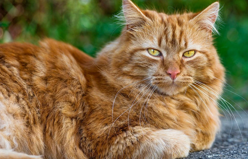 Russetfoot (Aquamarine1212) | Warriors Fan Made Clans Wiki | Fandom