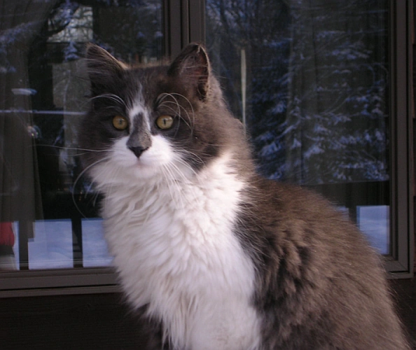 Thrushwhisker (Aquamarine1212) | Warriors Fan Made Clans Wiki | Fandom