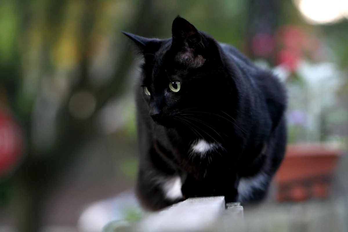 Bloodheart | Warriors Fan Made Clans Wiki | Fandom