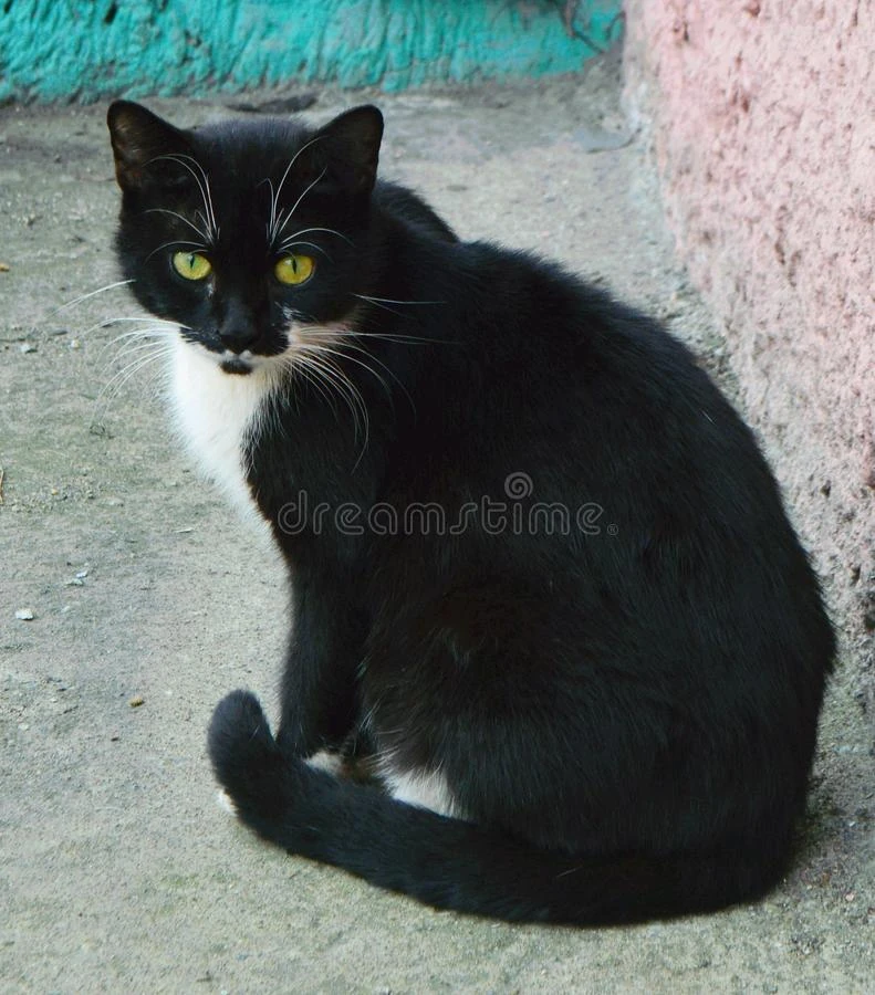 Nightwhisper (WarriorsFan15) | Warriors Fan Made Clans Wiki | Fandom