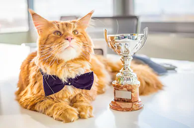 Fan Content | Warriors Fan Made Clans Wiki | Fandom