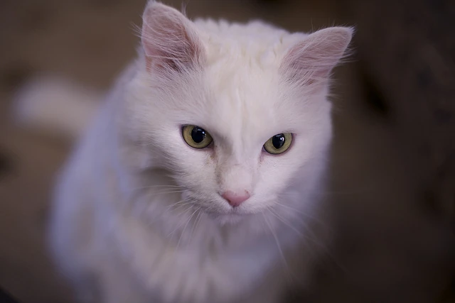 Coke | Warriors Fan Made Clans Wiki | Fandom