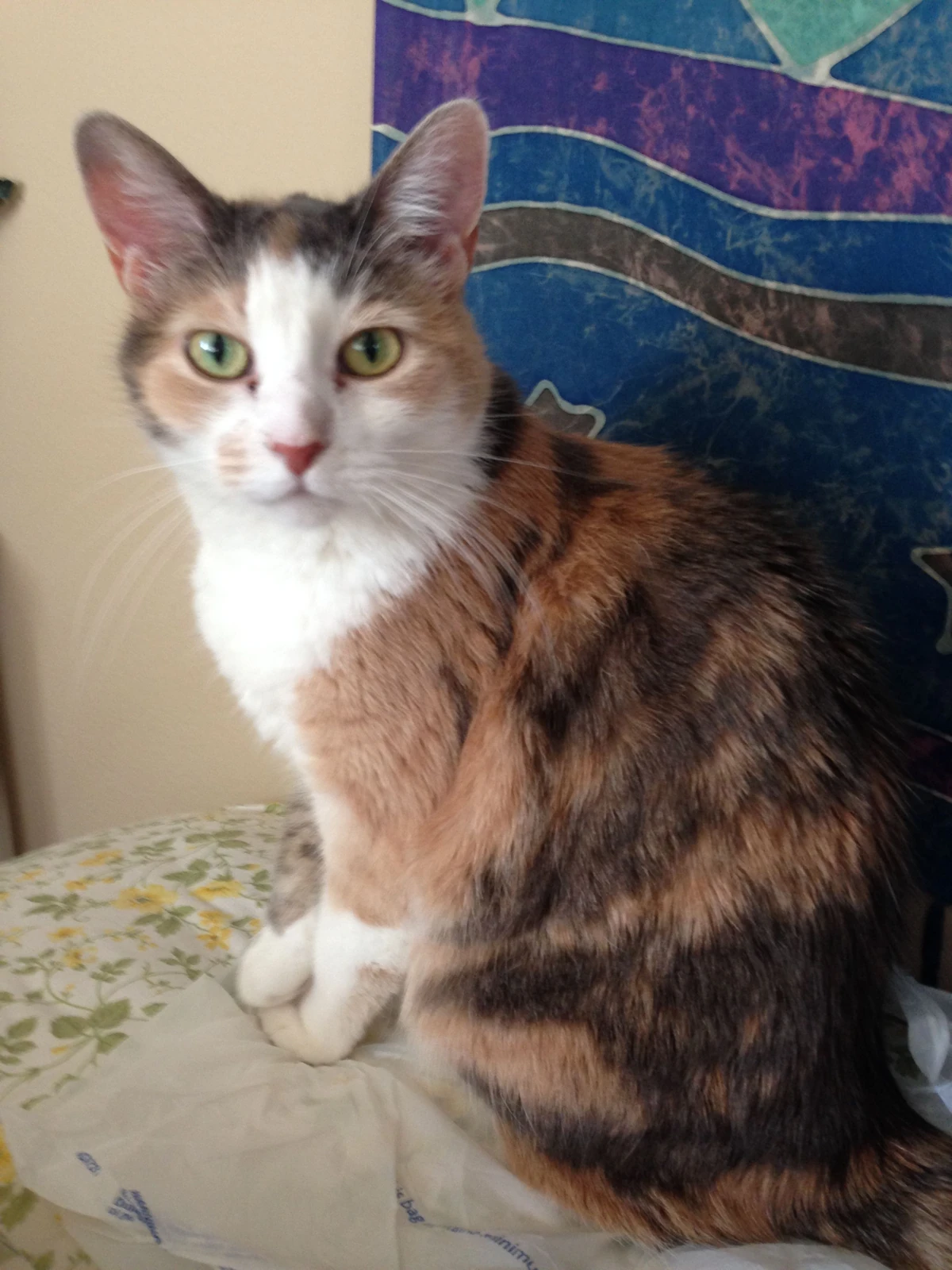 Sorrelflower | Warriors Fan Made Clans Wiki | Fandom