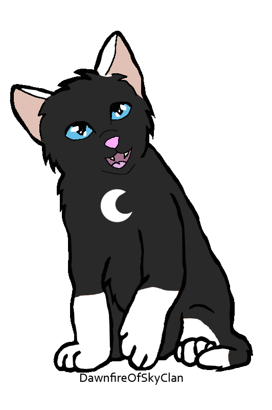 Cedarkit (Windsplash) | Warriors Fan Made Clans Wiki | Fandom