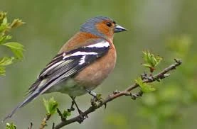 FarmClan (Catperson21)/Fauna | Warriors Fan Made Clans Wiki | Fandom