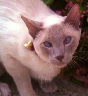 Kit | Wiki Hechiceras-charmed | Fandom