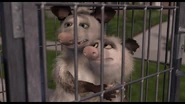 Ozzie | Over the Hedge Wiki | Fandom