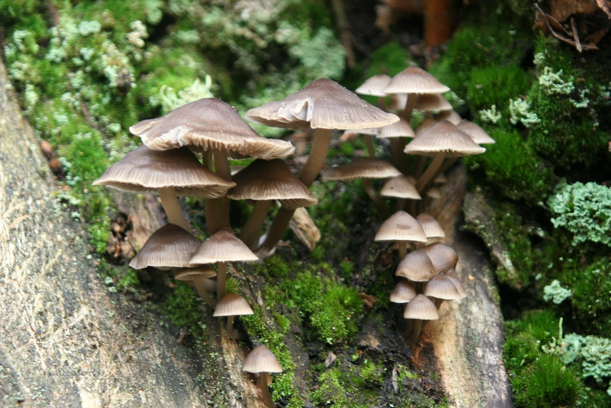 The Underground | HedgerowHollowRP Wiki | Fandom