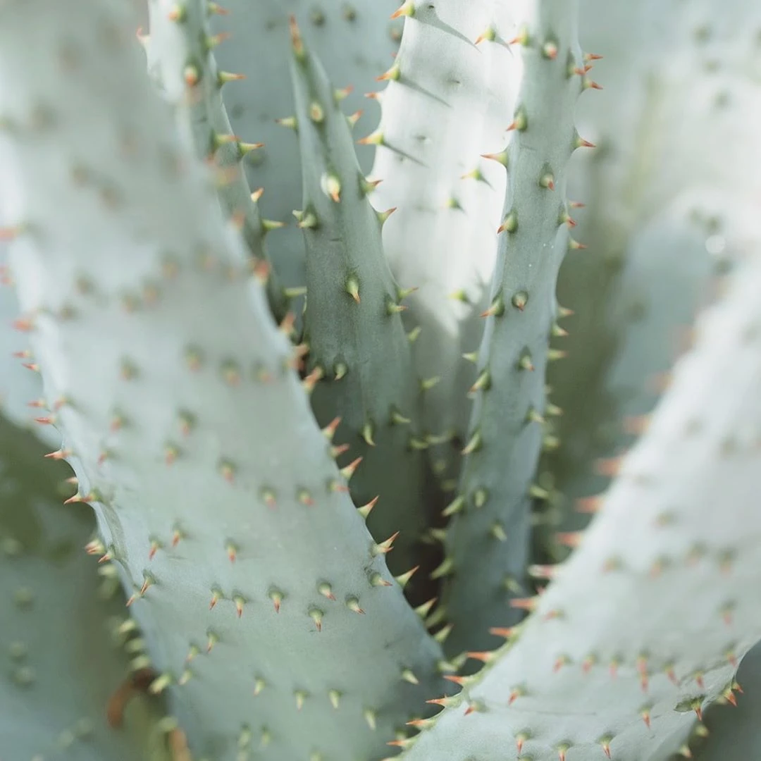 dawn pastels | Heliosanctus's Testing Wiki | Fandom