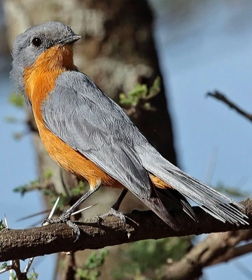 Silverbird | Heliosanctus's Testing Wiki | Fandom