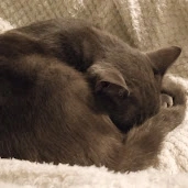 TheFusingCookie | Helloburp Games Wiki | Fandom