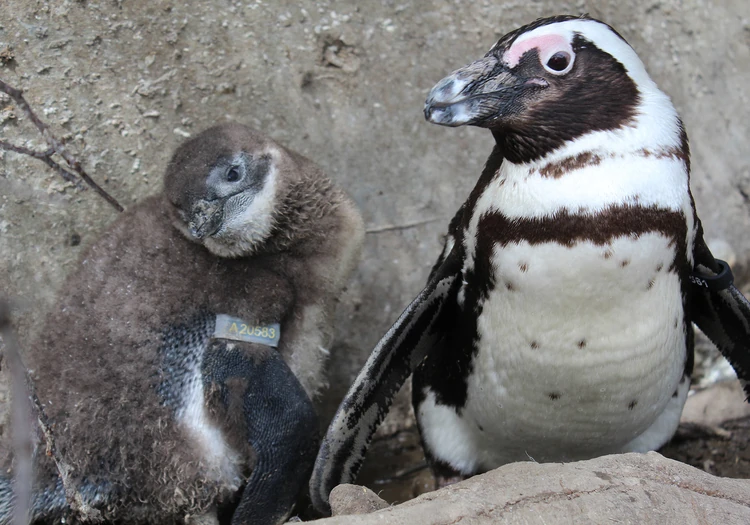 CGP Grey the Penguin | Hello Internet Podcast Wiki | Fandom