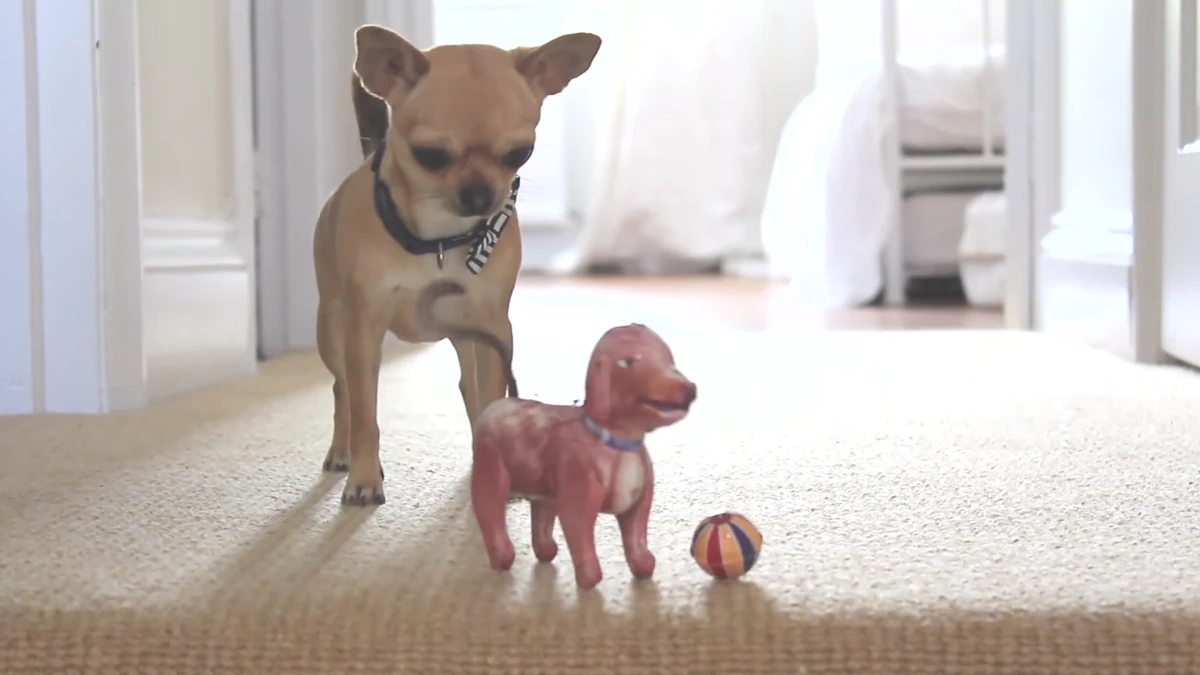 HI 30: Fibonacci Dog Years | Hello Internet Podcast Wiki | Fandom