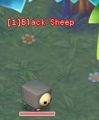 Black Sheep Hello Kitty Online Wiki Fandom