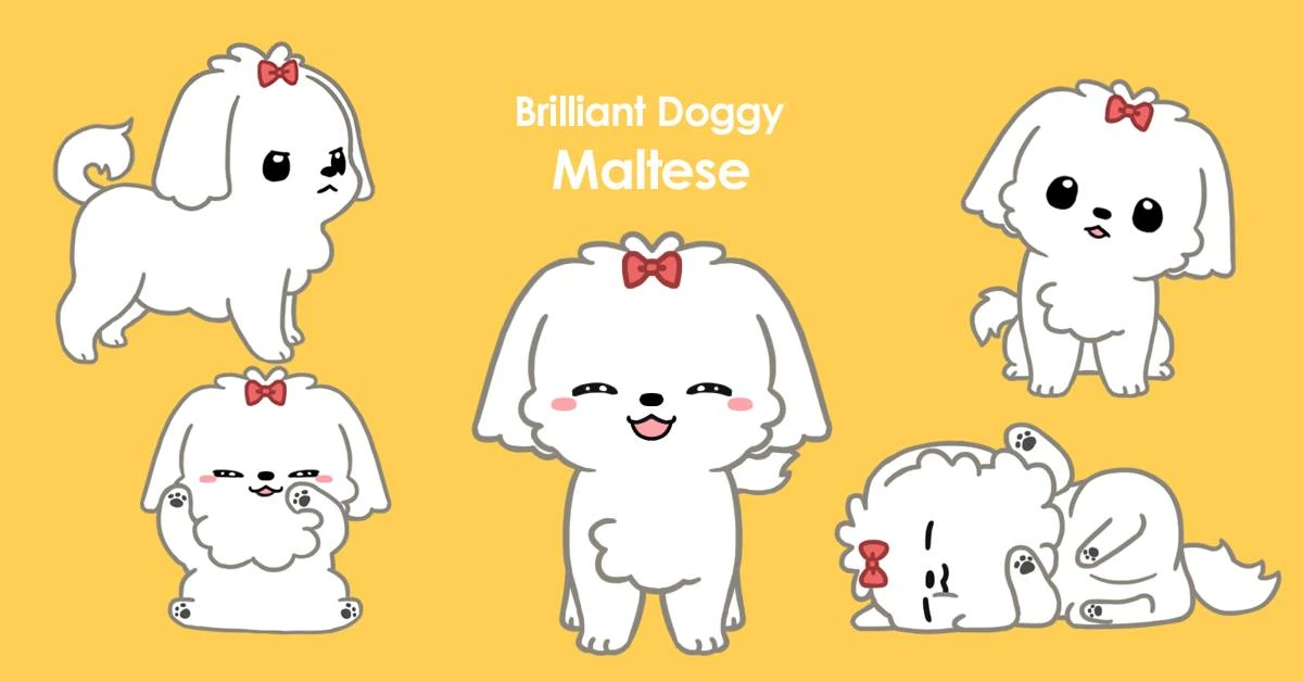 Maltese | Hellopet Wiki | Fandom