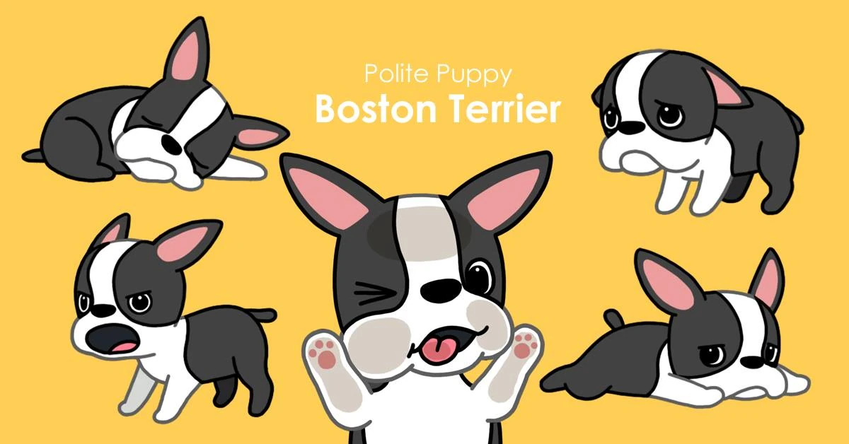 Boston Terrier | Hellopet Wiki | Fandom