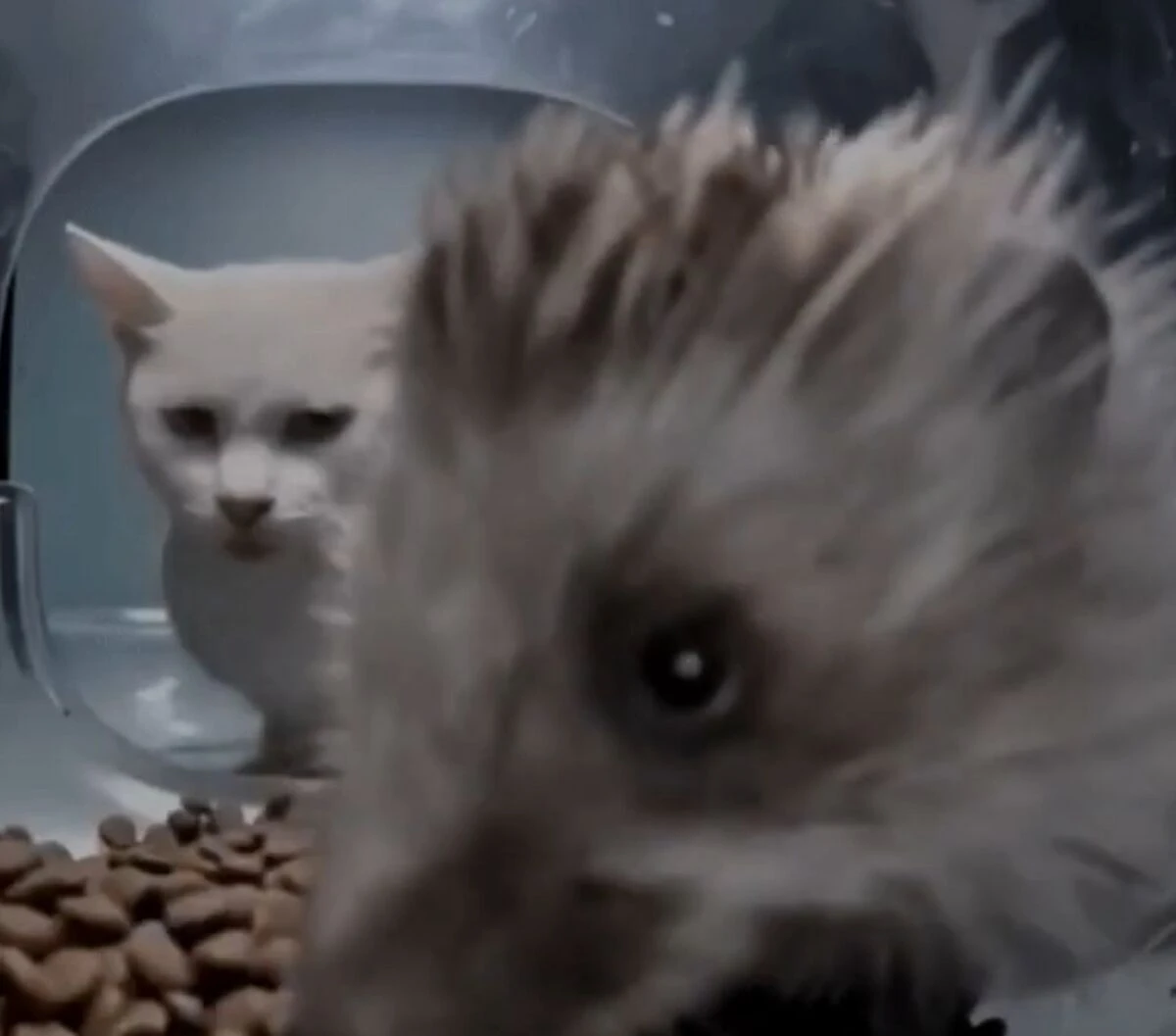 Mr. Sonic | Hello Street Cat Wiki | Fandom