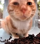 Mr. Fresh | Hello Street Cat Wiki | Fandom