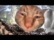 Mr. Fresh | Hello Street Cat Wiki | Fandom