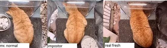 Mr. Fresh | Hello Street Cat Wiki | Fandom