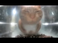 Mr. Fresh | Hello Street Cat Wiki | Fandom