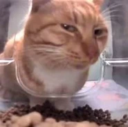 Mr. Fresh | Hello Street Cat Wiki | Fandom