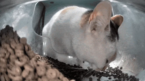 Mrs. Kirby | Hello Street Cat Wiki | Fandom