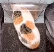 Mrs. Kirby | Hello Street Cat Wiki | Fandom