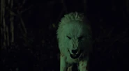 Vargulf | Hemlock Grove Wiki | Fandom