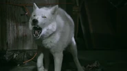 Vargulf | Hemlock Grove Wiki | Fandom
