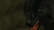 Vargulf | Hemlock Grove Wiki | Fandom