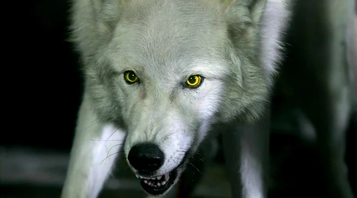 Hemlock Grove Season 2 Werewolf