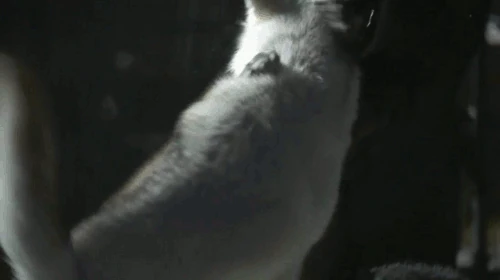 Werewolf Transformation Gif Tumblr