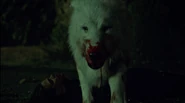 Vargulf | Hemlock Grove Wiki | Fandom