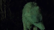 Vargulf | Hemlock Grove Wiki | Fandom
