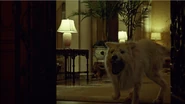 Vargulf | Hemlock Grove Wiki | Fandom