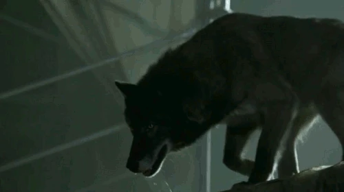 Werewolf Transformation Gif Tumblr