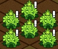 Hawaiian | Hemp Tycoon Wiki | Fandom