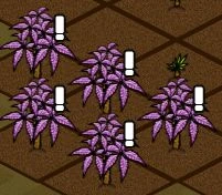 Spider | Hemp Tycoon Wiki | Fandom