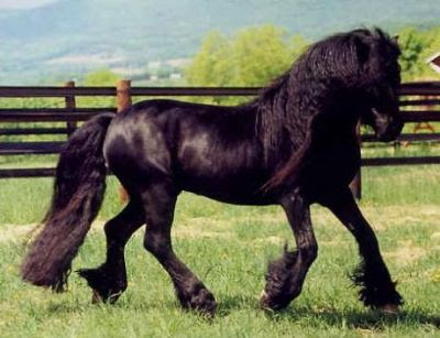 Dori's Obsidian Steed of Wondrous Power | Henderbeards Wiki | Fandom