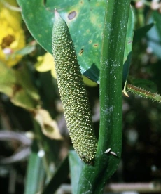 Acorus calamus | Wiki Herbolaria | Fandom