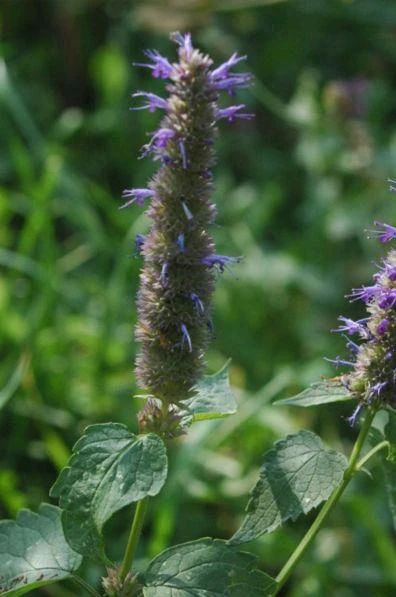 Agastache Rugosa | Wiki Herbolaria | Fandom