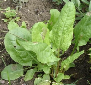 Acedera | Wiki Herbolaria | Fandom